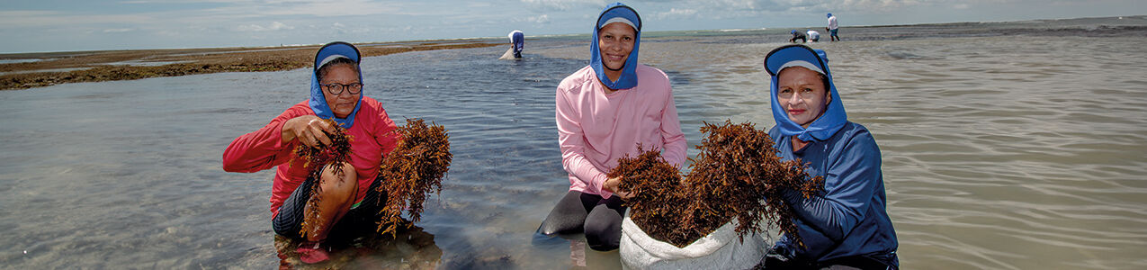Linha Mareô | L'Occitane au Brésil