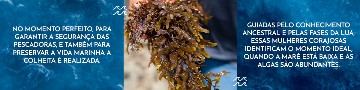 Linha Mareô | L'Occitane au Brésil